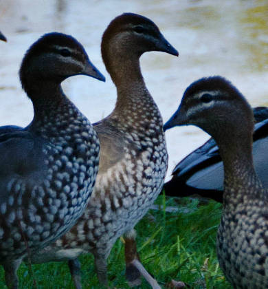 Home - RSPCA South Australia