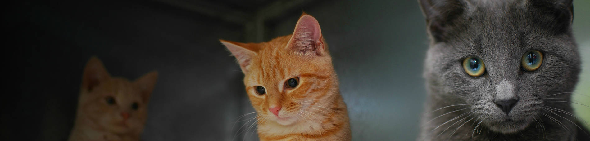 FAQs - RSPCA South Australia