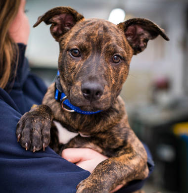 About - RSPCA South Australia