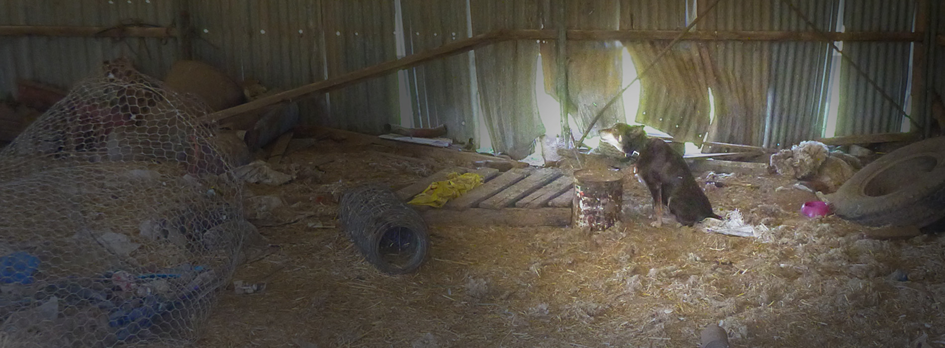 Home - RSPCA South Australia