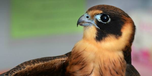 FAQs - RSPCA South Australia