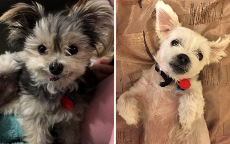 Oscar and Daisy survived neglect and now receive so much love - RSPCA ...