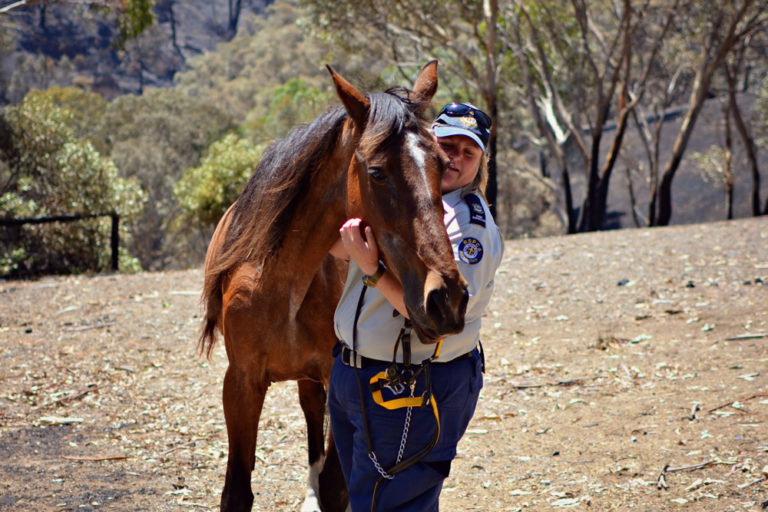 Animal Welfare Inspectors in Adelaide | RSPCA South Australia