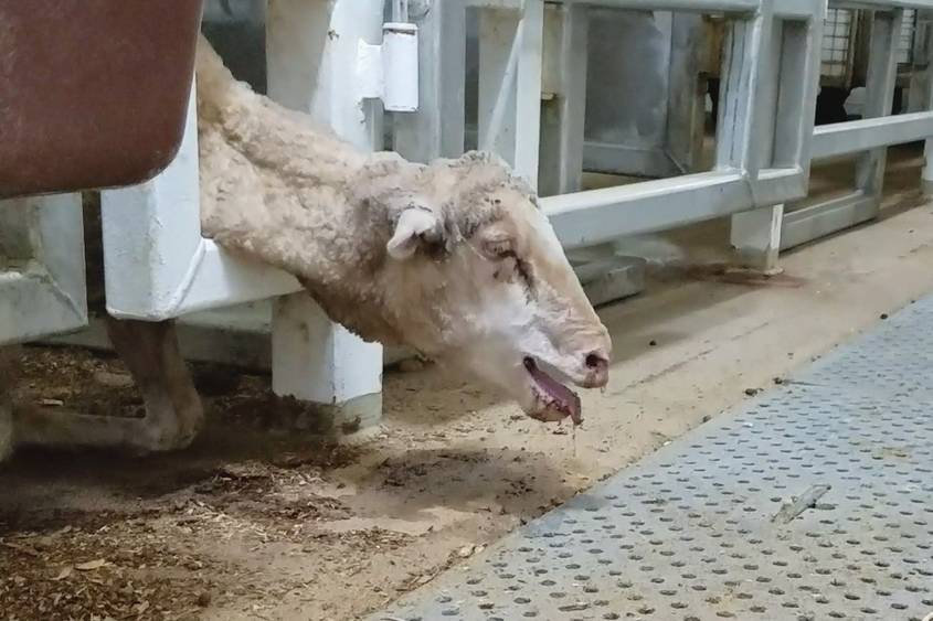 Live export – RSPCA South Australia