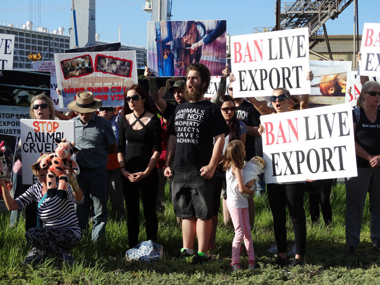 Live export – RSPCA South Australia