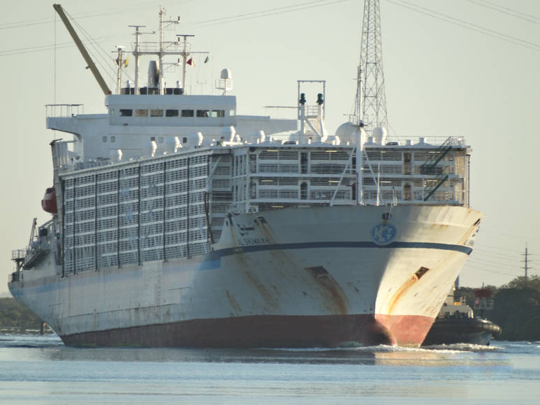 Live export – RSPCA South Australia