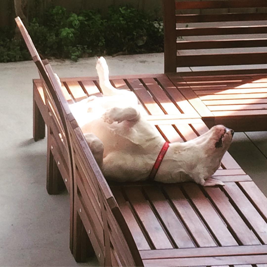 'Loveable old soul' Herman the bull terrier celebrates one-year ...