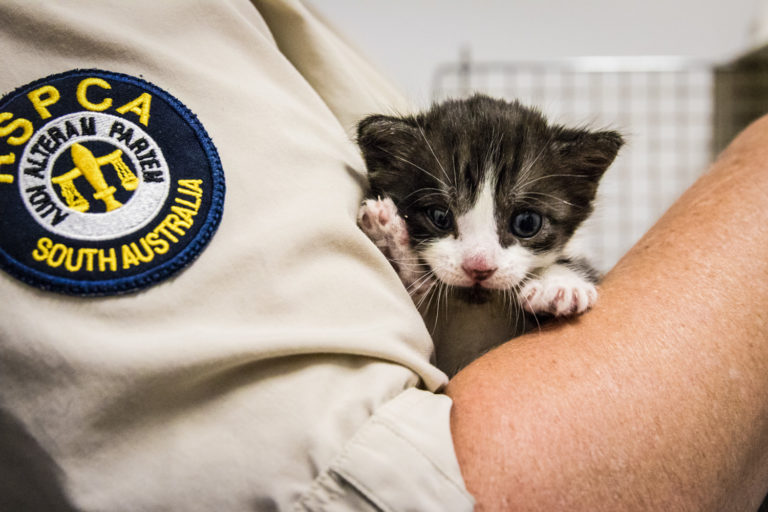 Animal rescue - RSPCA South Australia