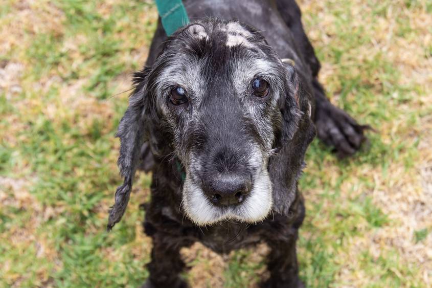 Foster care – RSPCA South Australia