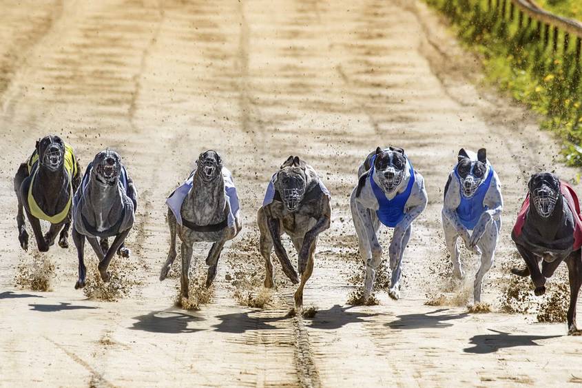 Greyhound racing s - RSPCA South Australia