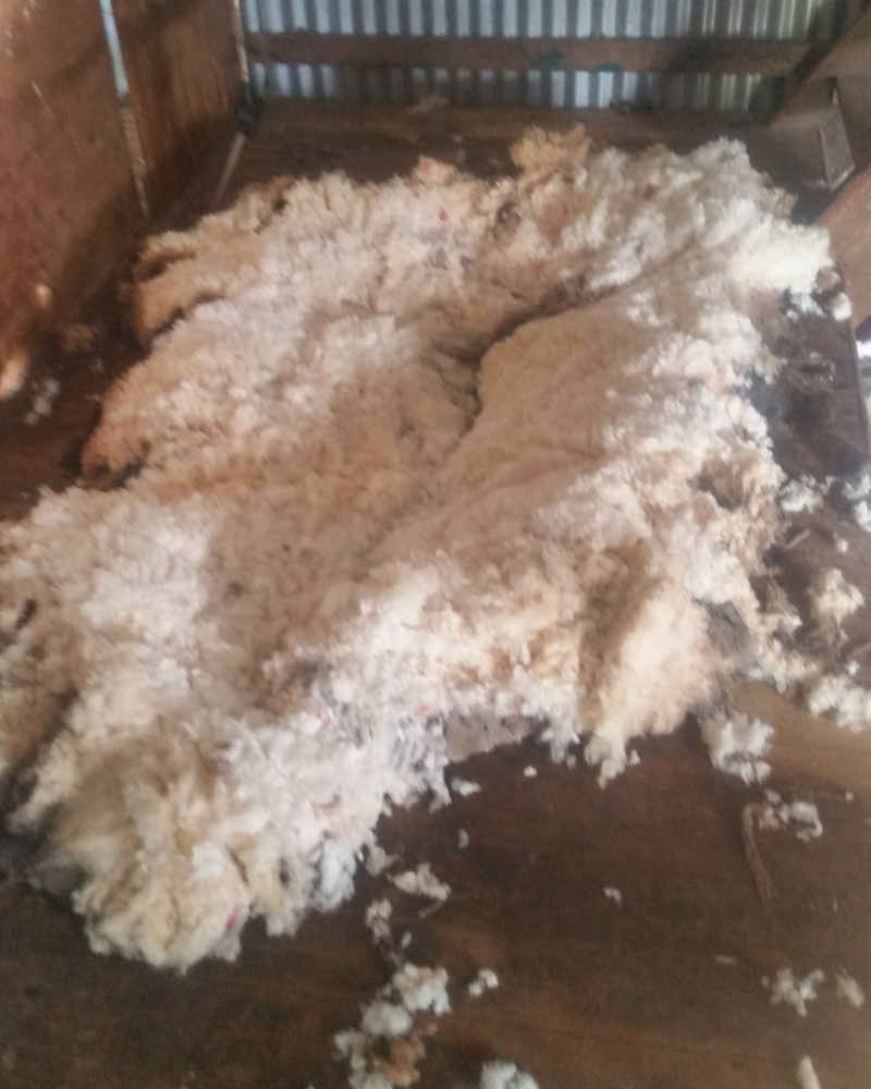 Sheep gets much-needed haircut after 5 years wandering Mount Bold ...