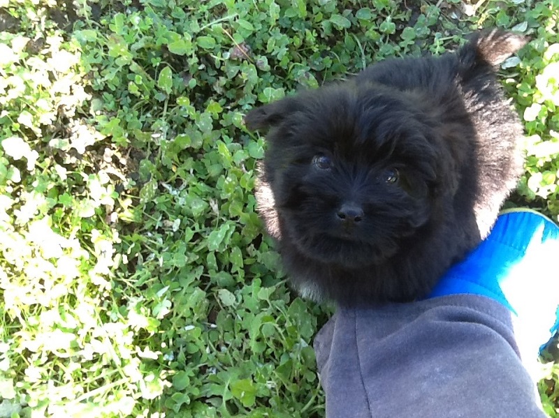 Meet the rescue animals our RSPCA inspectors simply had to adopt