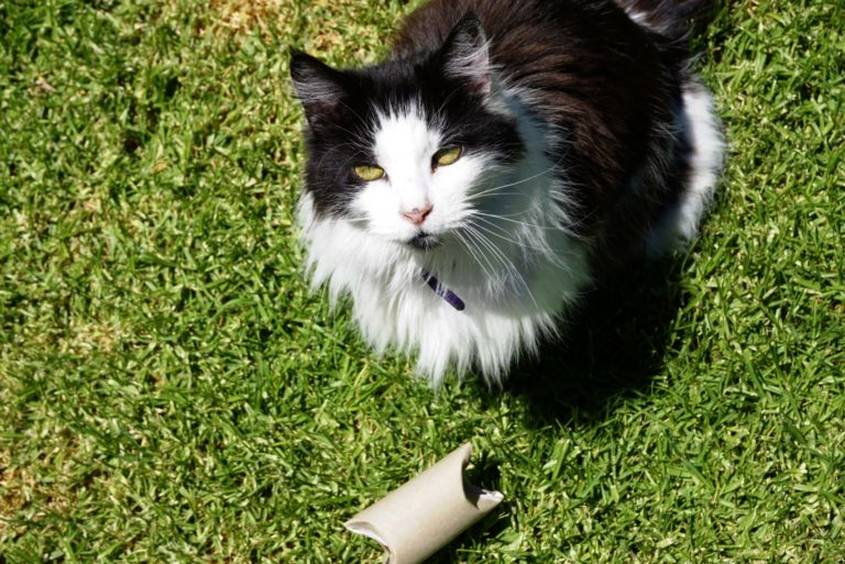 Kitten care s - RSPCA South Australia