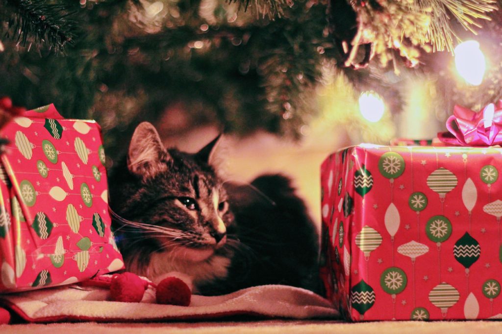 8 must-buy Christmas presents for the animal-lover in your life - RSPCA ...