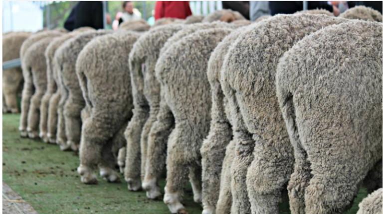 Why SA needs to follow New Zealand's ban on the painful practice of ...