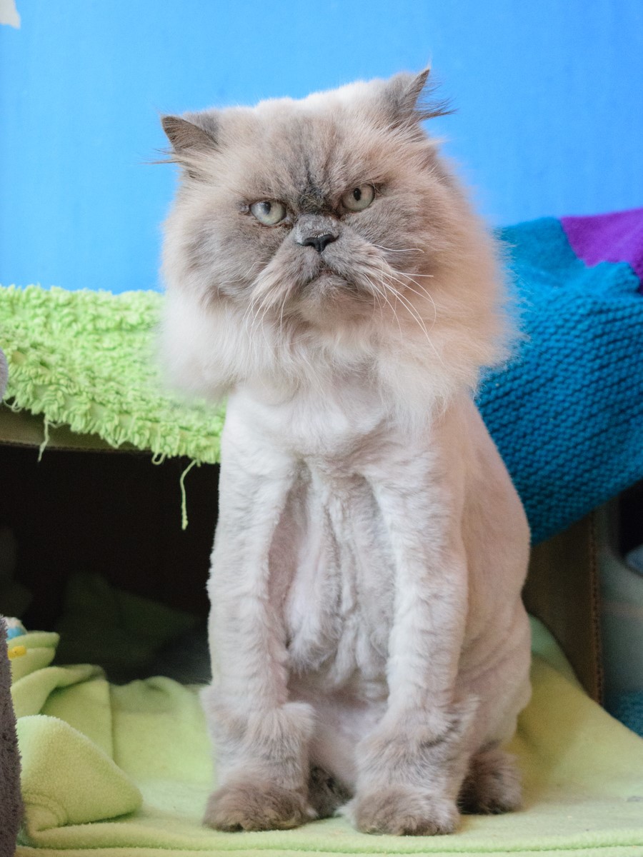 17 fave animal photos snapped during 2yrs as RSPCA volunteer ...