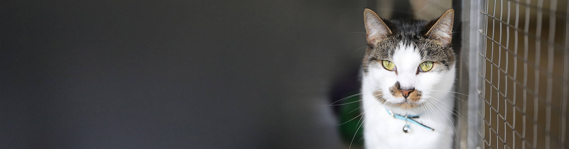 Found pets - RSPCA South Australia