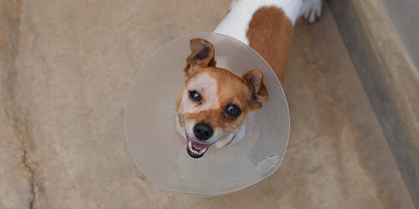 Join & Become RSPCA SA Member Now! | RSPCA South Australia