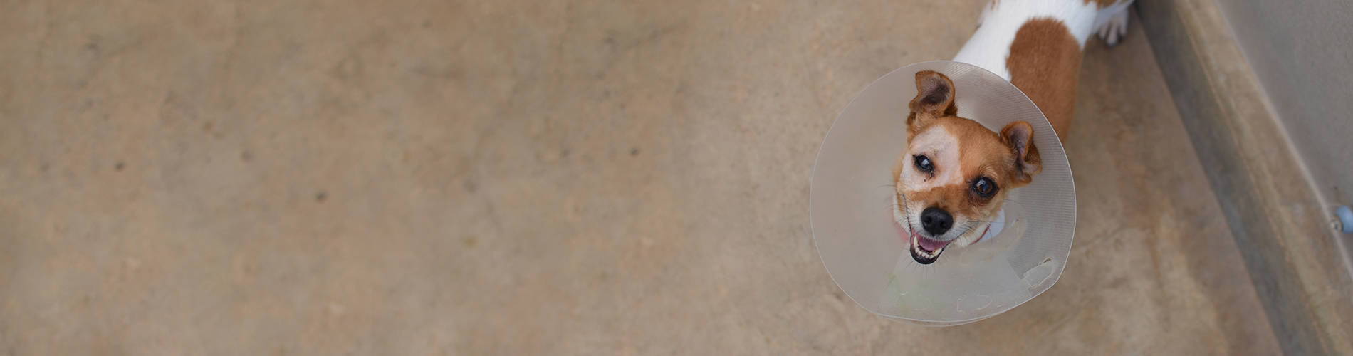 Join & Become RSPCA SA Member Now! | RSPCA South Australia