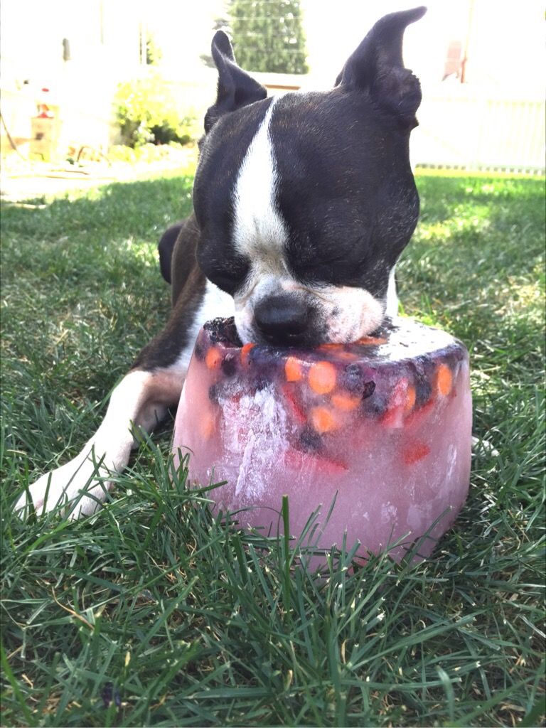 5 super simple ice blocks to keep your dog cool this summer - RSPCA ...