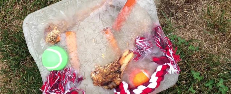 5 super simple ice blocks to keep your dog cool this summer - RSPCA ...
