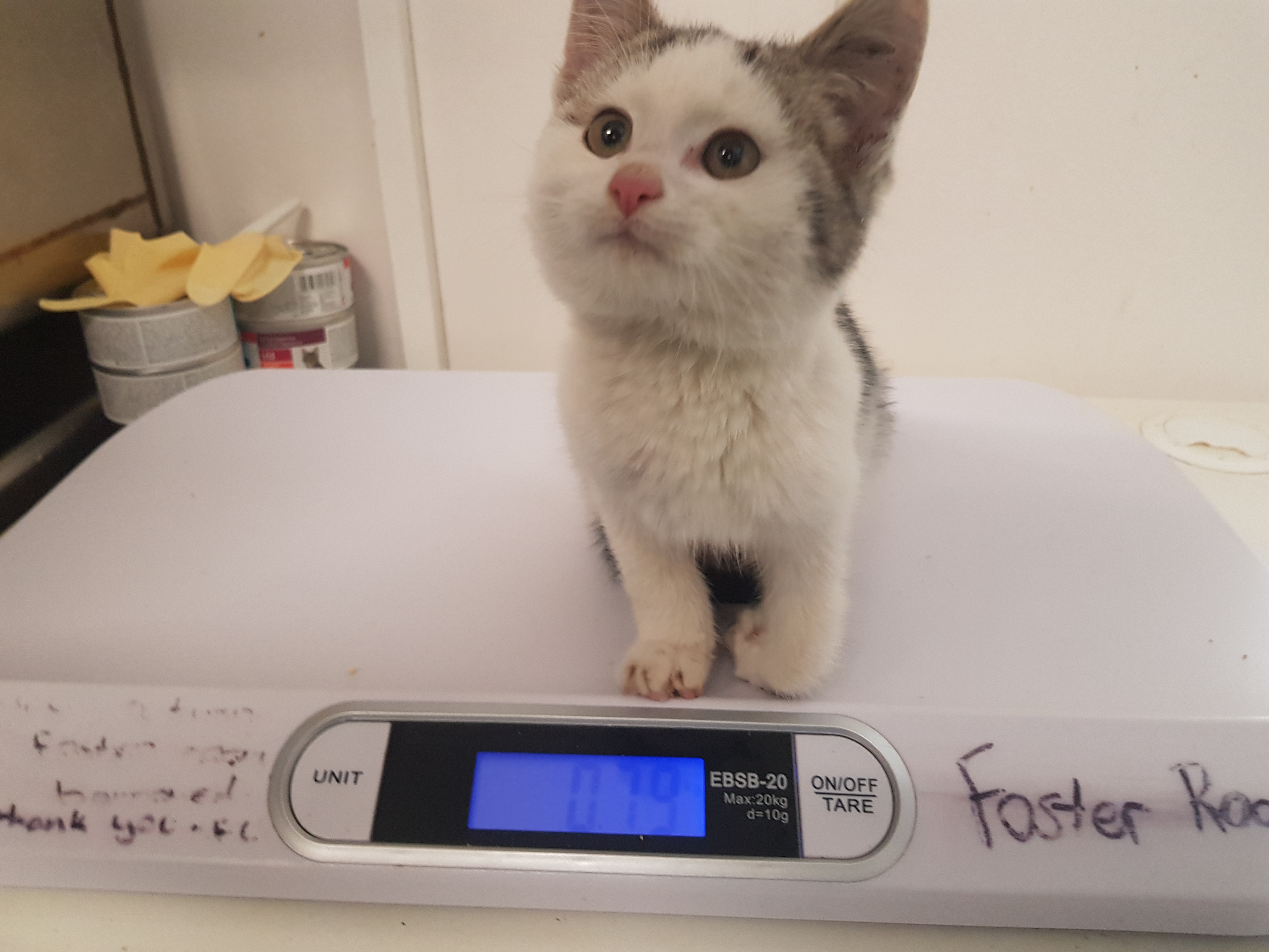 Freed from pain: how a malnourished three-legged kitten found his fur ...