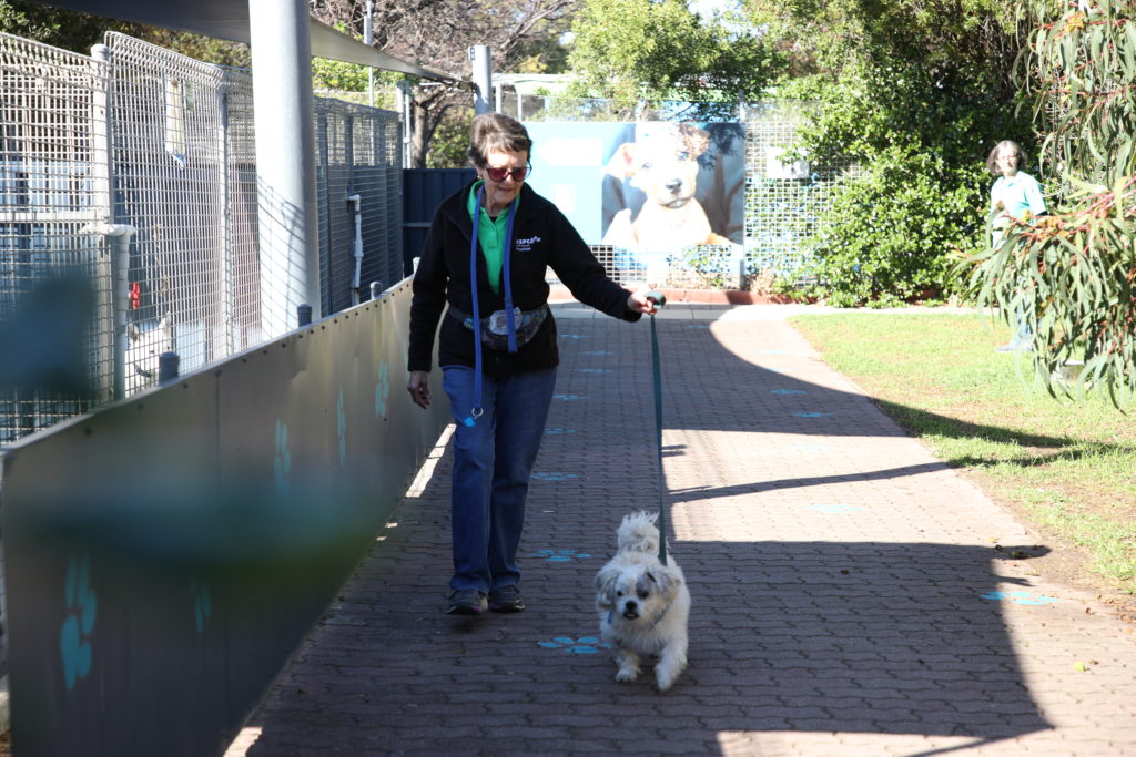 Meet the RSPCA volunteer who's helped care for hundreds of dogs in need ...