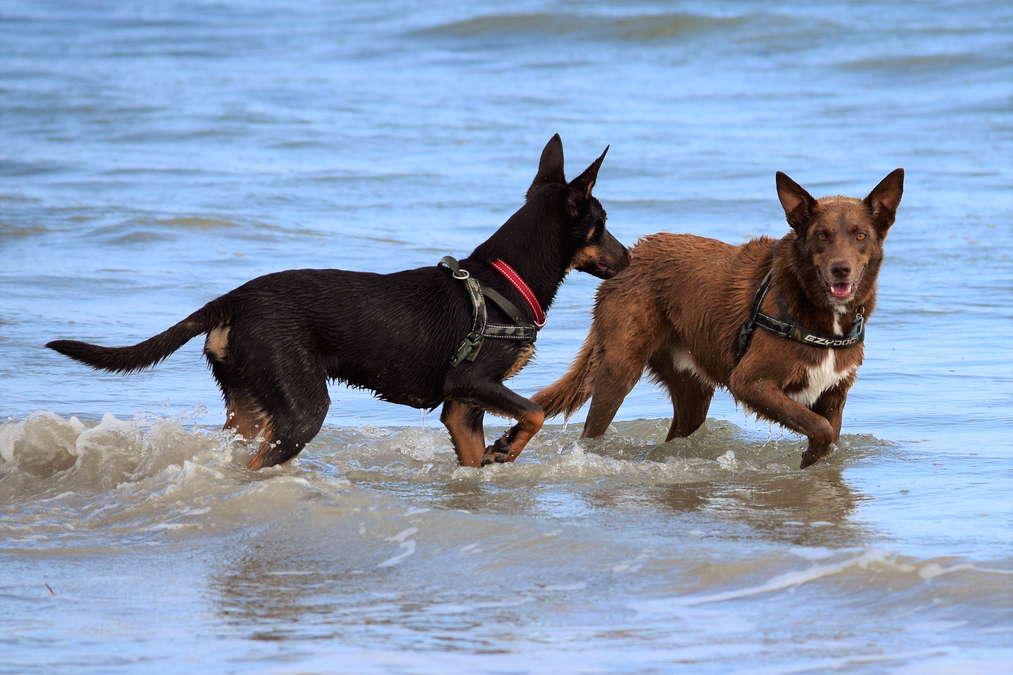 How one family came to adopt three rescue kelpies from RSPCA - RSPCA ...