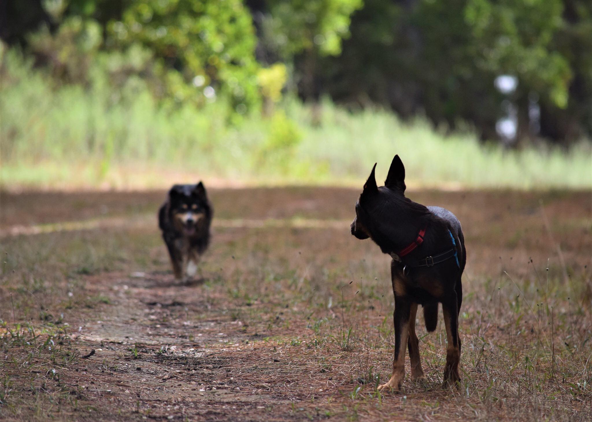 How one family came to adopt three rescue kelpies from RSPCA - RSPCA ...