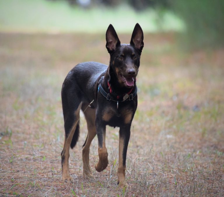 How one family came to adopt three rescue kelpies from RSPCA - RSPCA ...