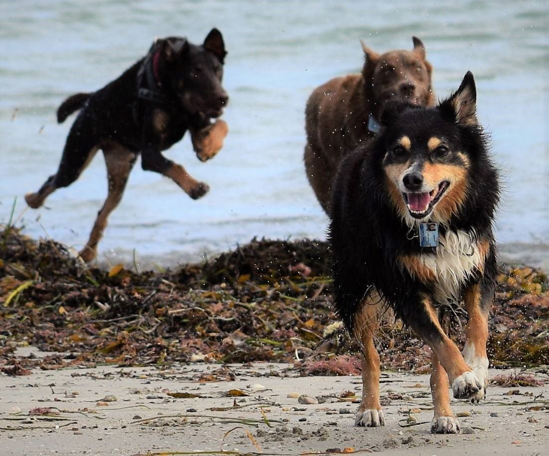 How one family came to adopt three rescue kelpies from RSPCA - RSPCA ...