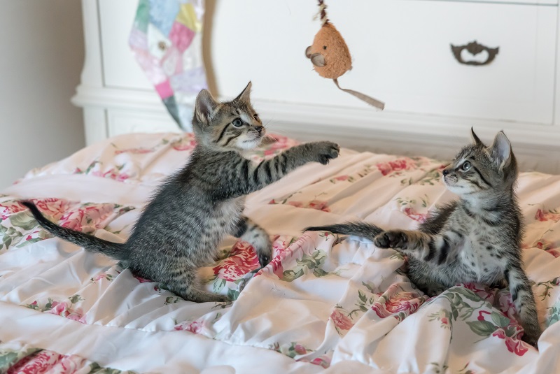 The complete guide to raising a kitten: Part 3 – Top 5 most common ...