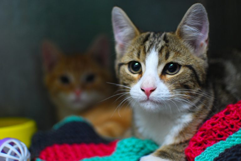 The complete guide to raising a kitten: Part 2 – settling into a new ...