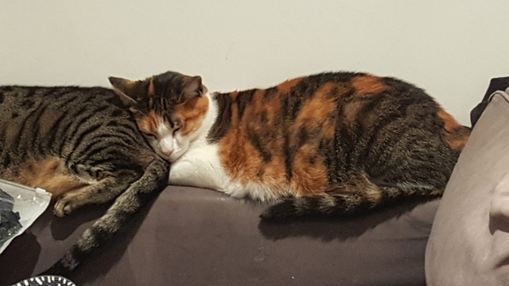 Meet Penny, the life-saving wonder cat with a sixth sense - RSPCA South ...