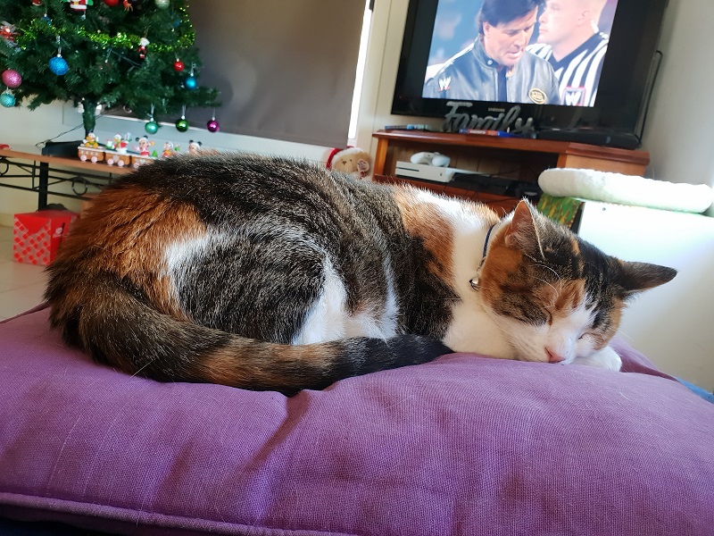 Meet Penny, the life-saving wonder cat with a sixth sense - RSPCA South ...