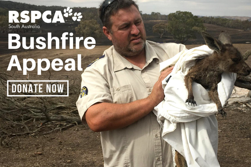 Bushfires s - RSPCA South Australia