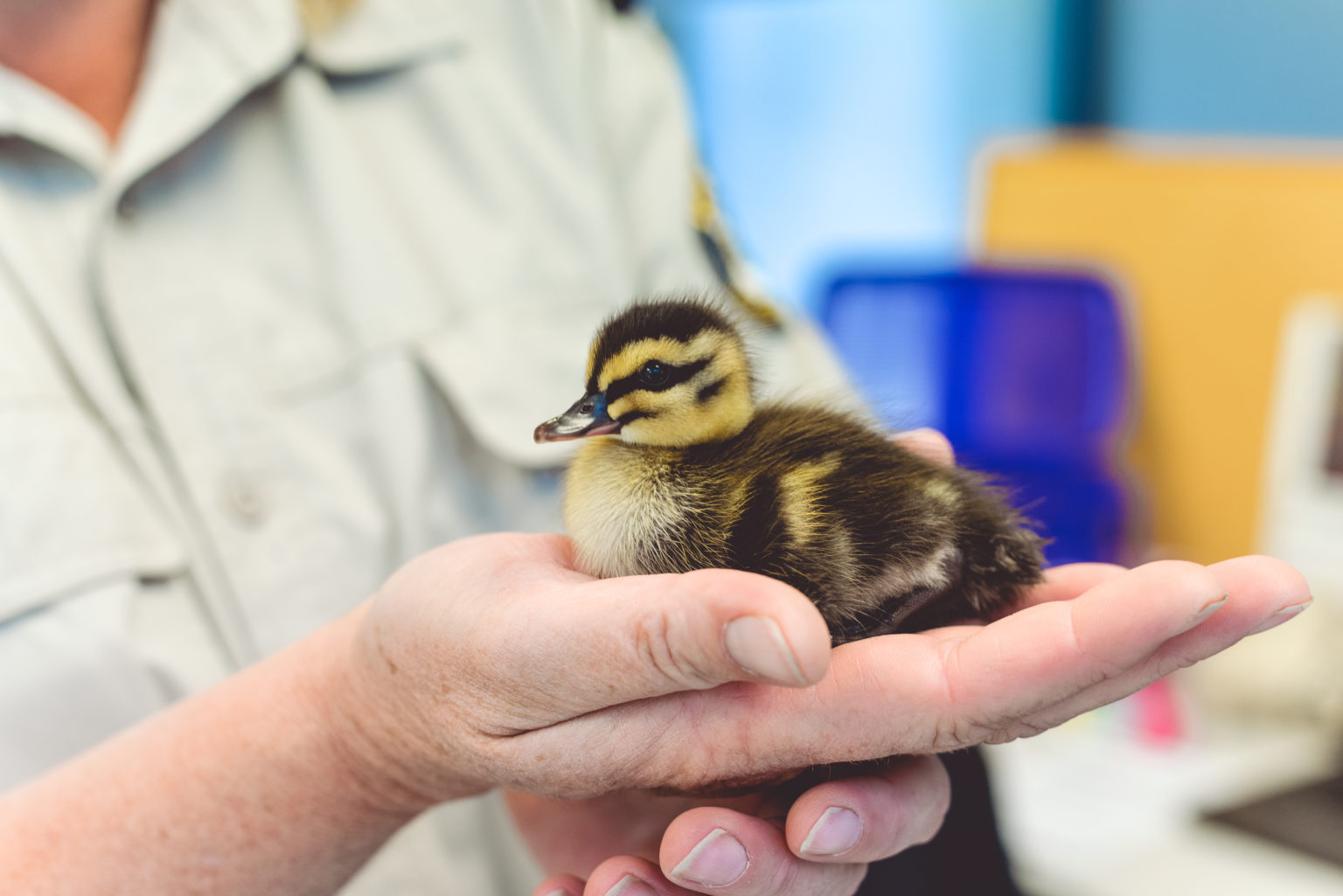 Explore Animal Rescue in Adelaide | RSPCA South Australia