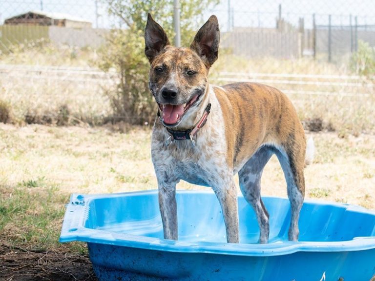 5 super simple ice blocks to keep your dog cool this summer - RSPCA ...
