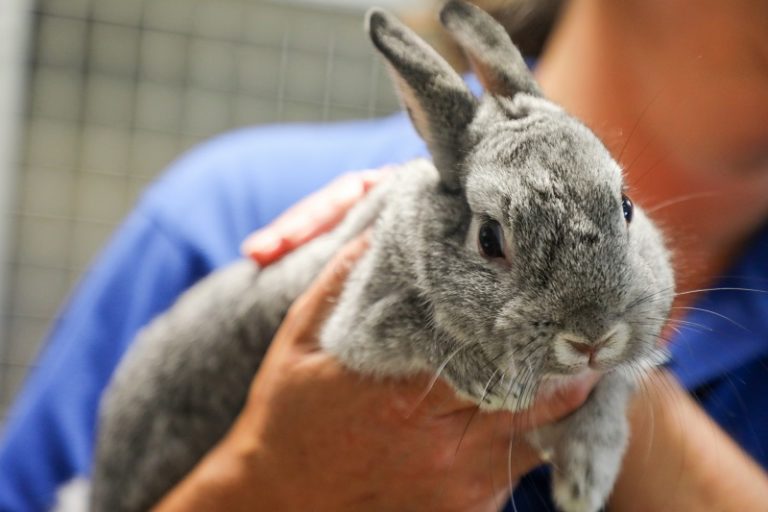 Everything you need to know about caring for your pet rabbit - RSPCA ...