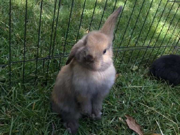 Everything you need to know about caring for your pet rabbit - RSPCA ...