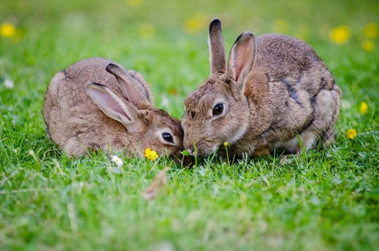 Everything you need to know about caring for your pet rabbit - RSPCA ...