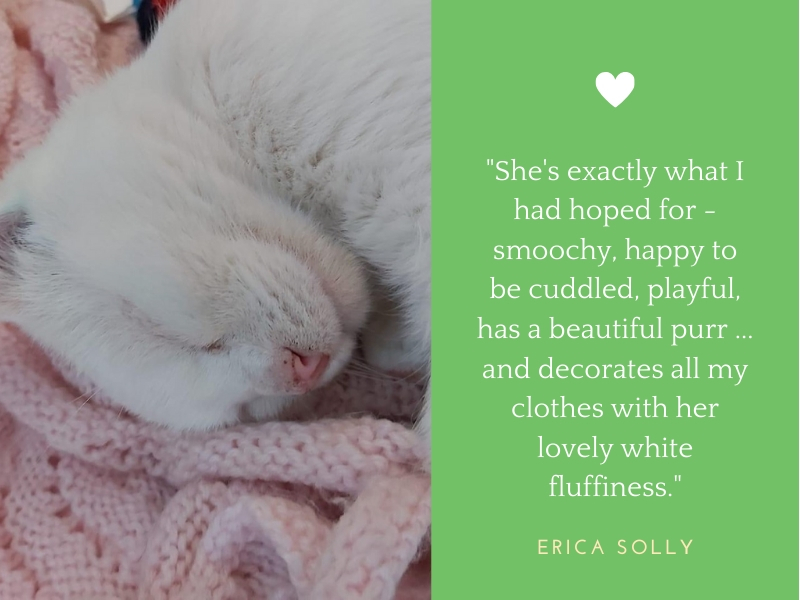 20 recent RSPCA adoptees settling into self iso in 2020 - RSPCA South ...