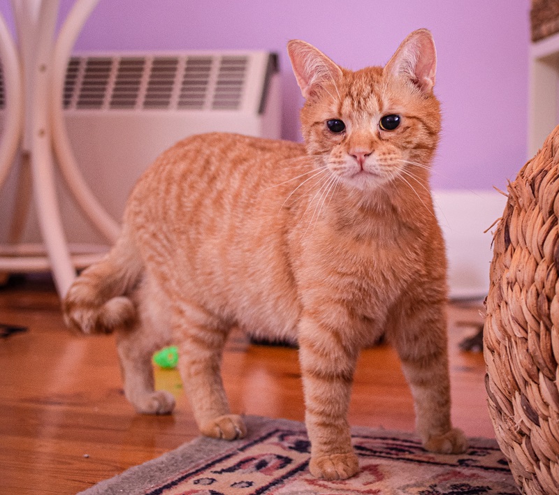 Inseperable fur friends: how Charlie the blind ginger kitty finally ...