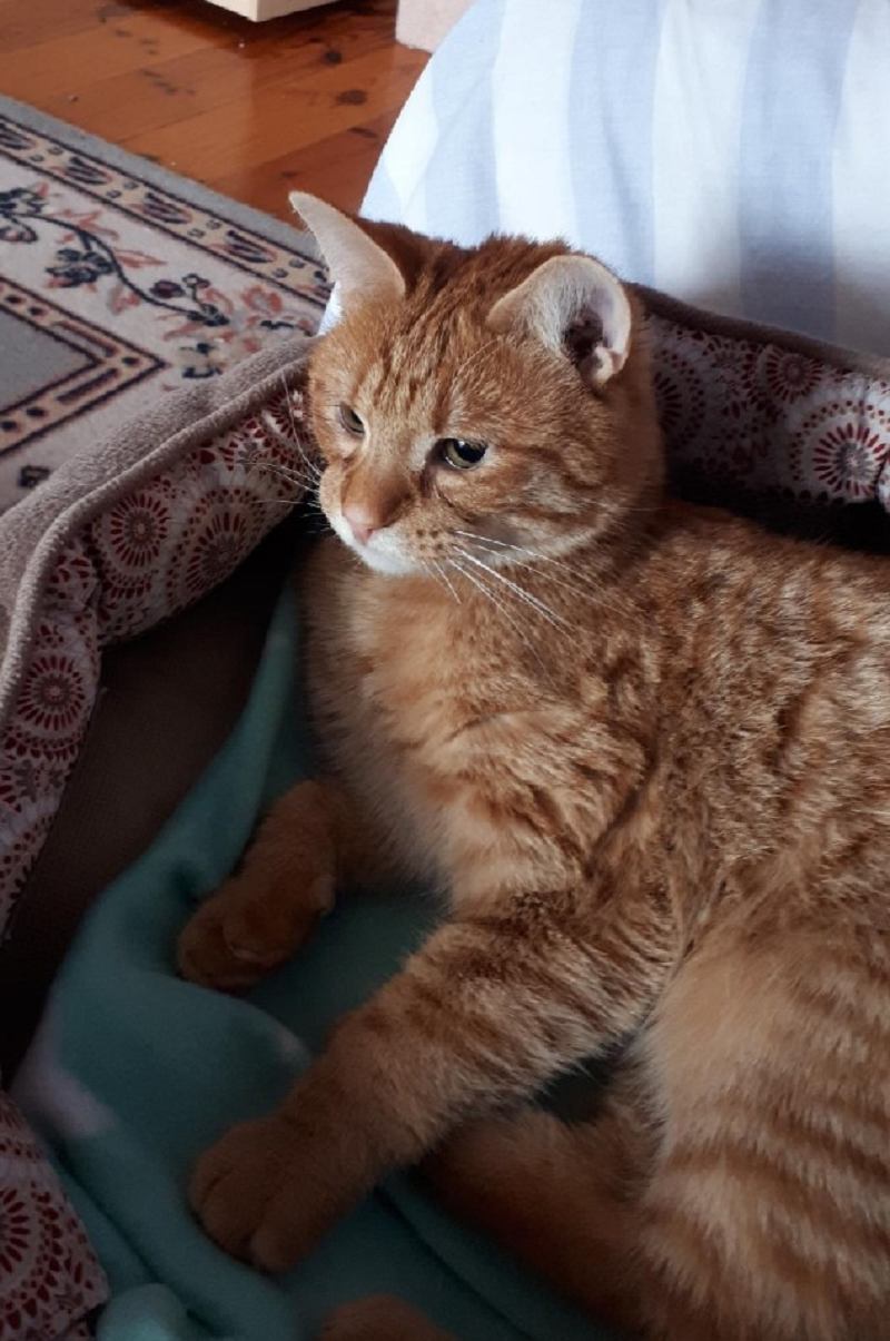 Inseperable fur friends: how Charlie the blind ginger kitty finally ...