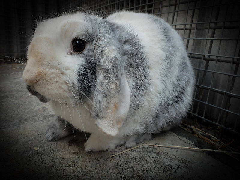 Meet John Lennon, the special needs rabbit who found his forever home ...