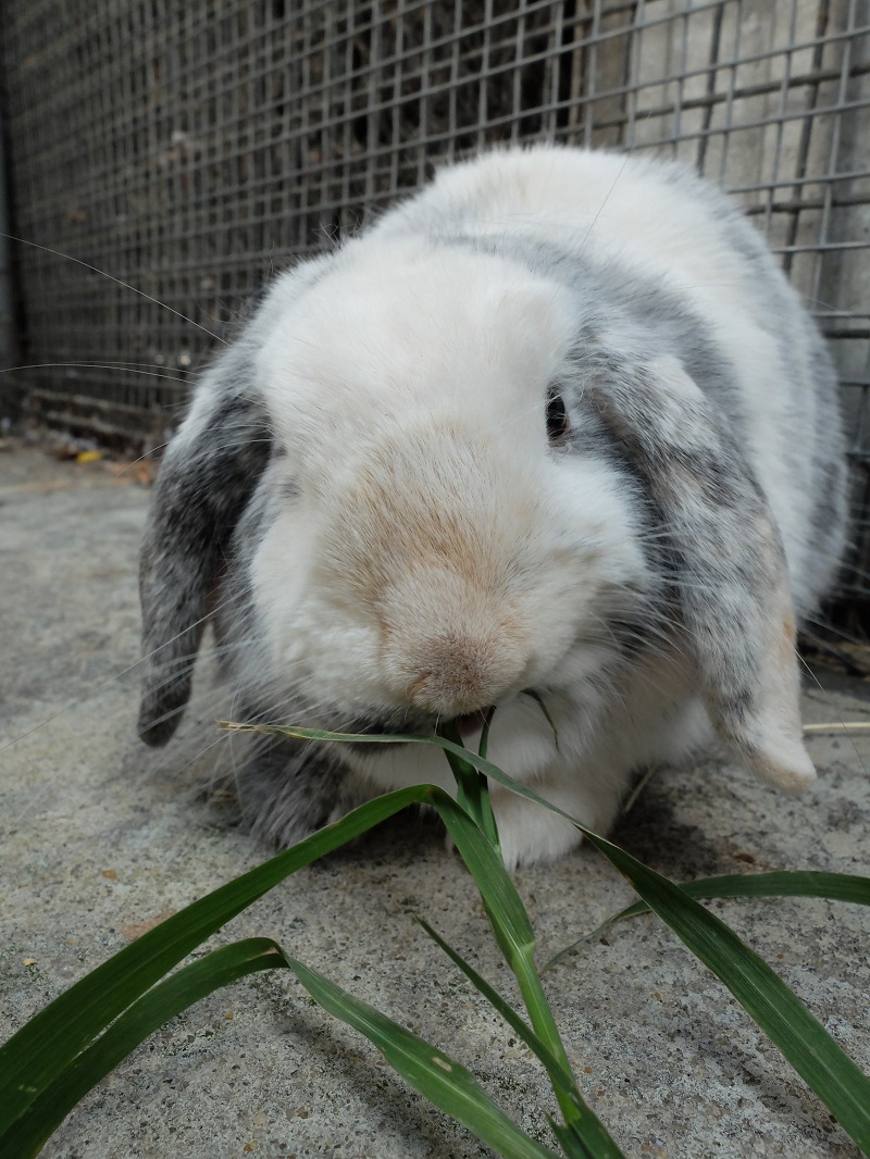Meet John Lennon, the special needs rabbit who found his forever home ...