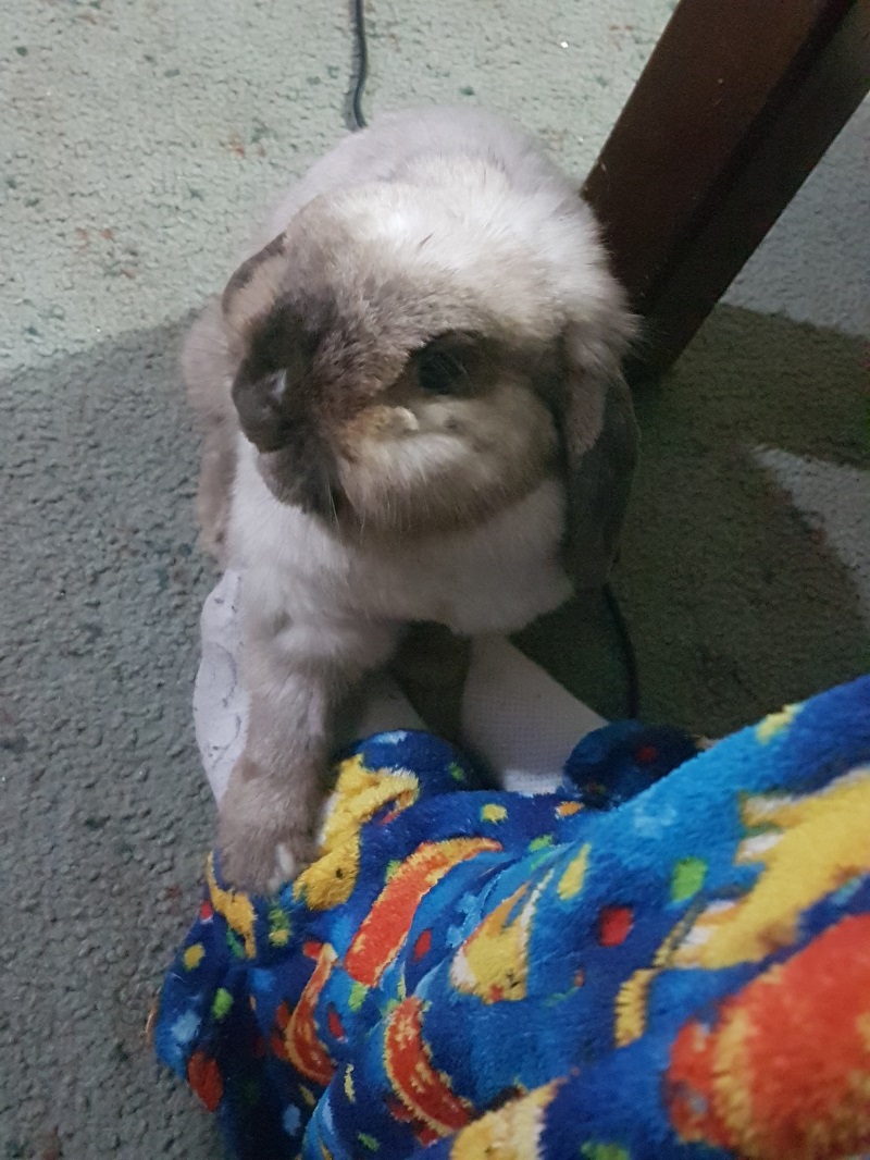 A peaceful refuge for the final days of Buttons, the deaf rabbit ...