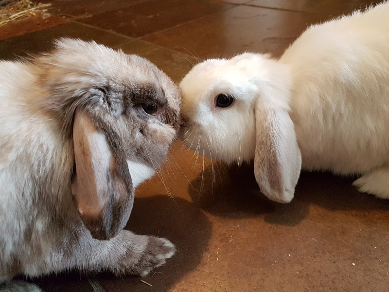 A peaceful refuge for the final days of Buttons, the deaf rabbit ...