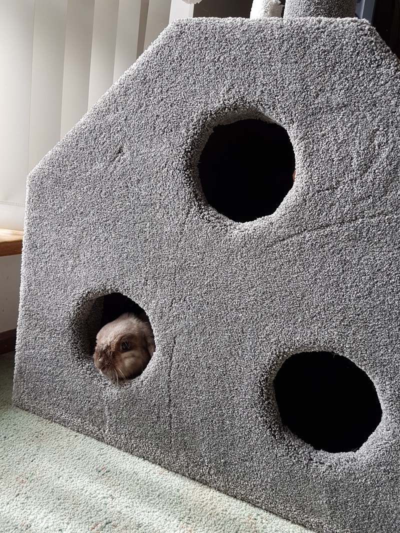 A peaceful refuge for the final days of Buttons, the deaf rabbit ...