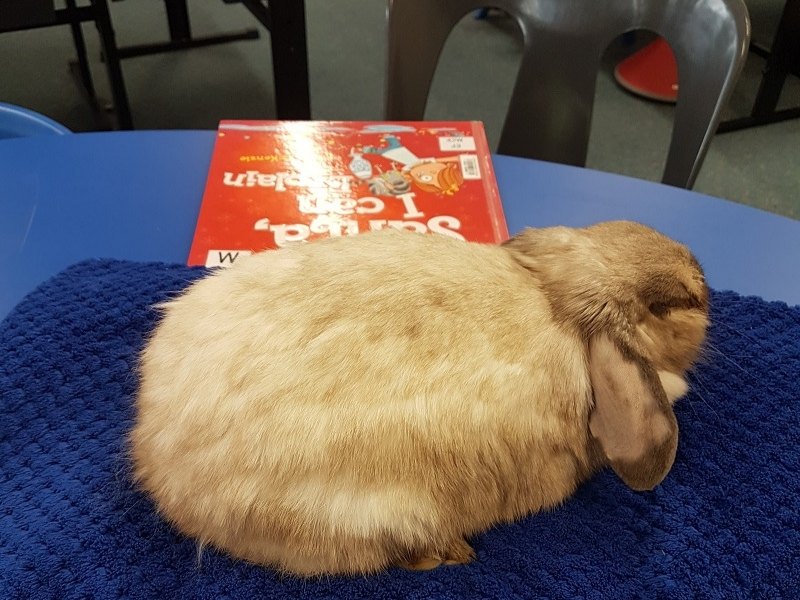 A peaceful refuge for the final days of Buttons, the deaf rabbit ...